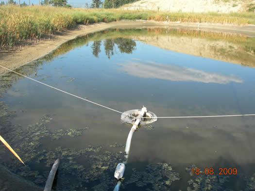 Landfill Leachate Remediation Project Using Hybrid Poplars at the ...
