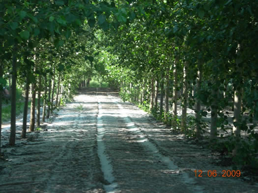 Landfill Leachate Remediation Project Using Hybrid Poplars at the Armstrong Landfill, Armstrong, BC